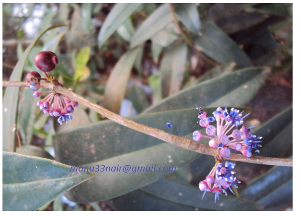 papanasini: Memecylon malabaricum (Kayampoo)
