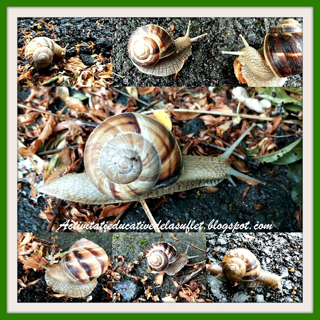 Activitati educative de la suflet la suflet: Melcul (2 ani si 9 luni)