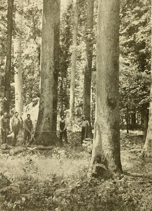 Pine Valley, Oklahoma: History on an old Logging Town - The Birth of Poteau