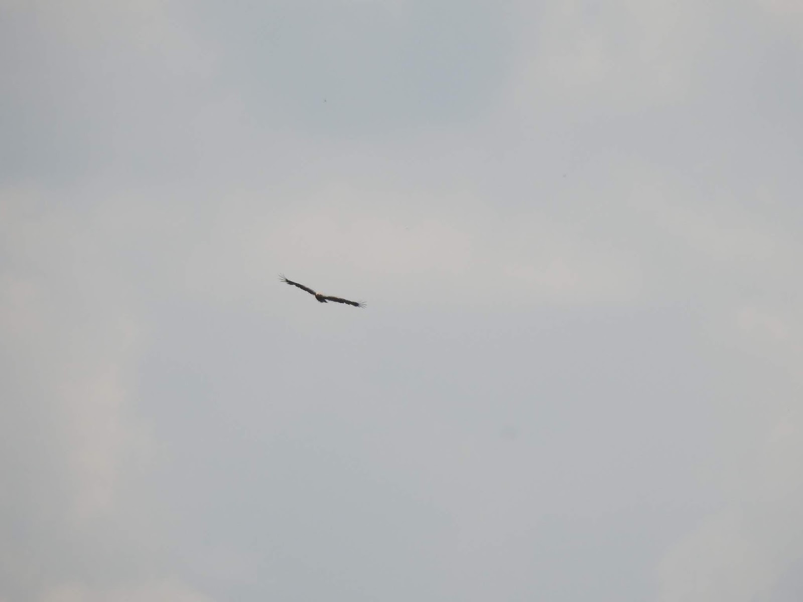 PASARI DIN ROMANIA: ACVILA DE CAMP, Aquila heliaca