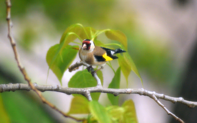 Frumusetile naturii: Sticletele (Carduelis carduelis)