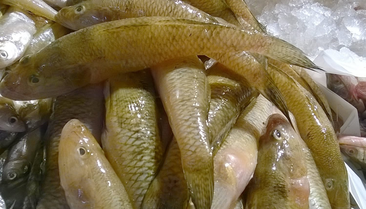 Seven Oceans Group: Seven Oceans Fish Processing Ltd.