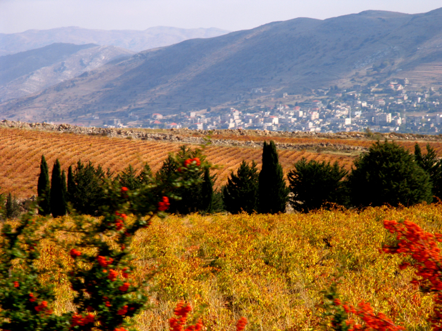Jim's Loire: Lebanon: wineries and vines from CWW November 2005 trip