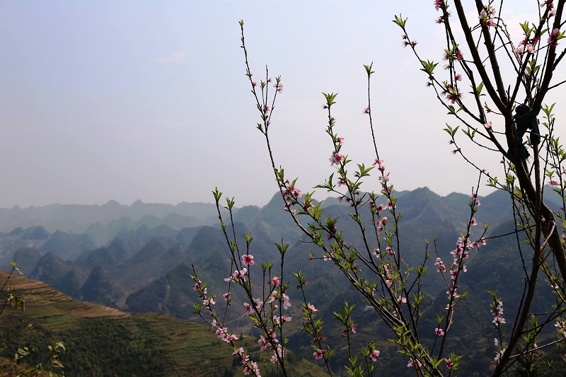 See beautiful late blooming peach blossom on Dong Van stone plateau ...