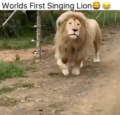 Meet the world's first singing lion (video)