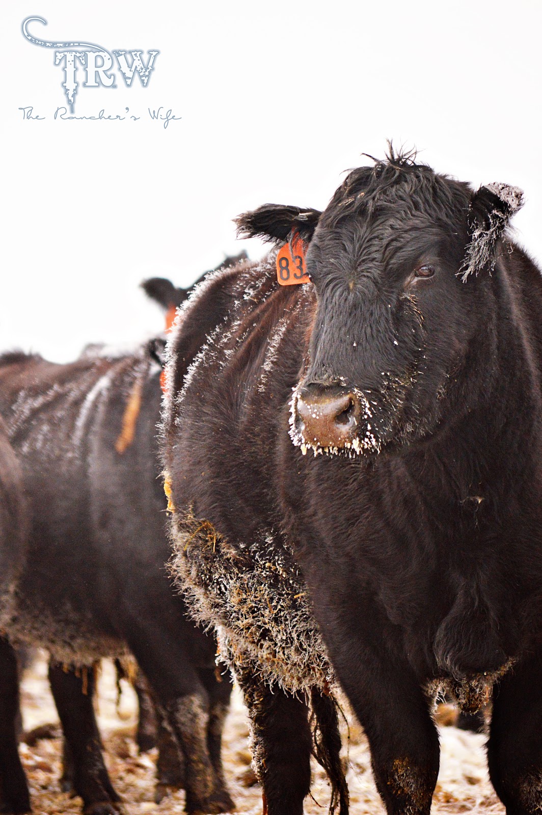 Feeding Frosty Cows - The Idaho Rancher's Wife