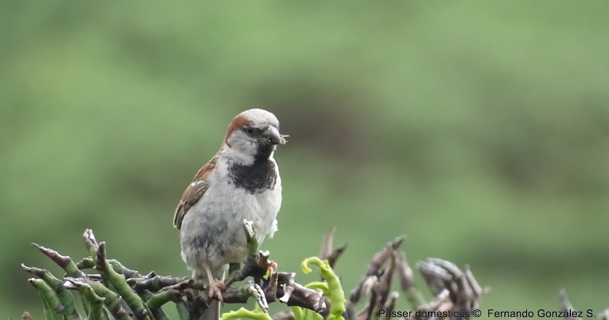 Aves del Sur de Chile: Puerto Montt y alrededores: Gorrión - Passer ...