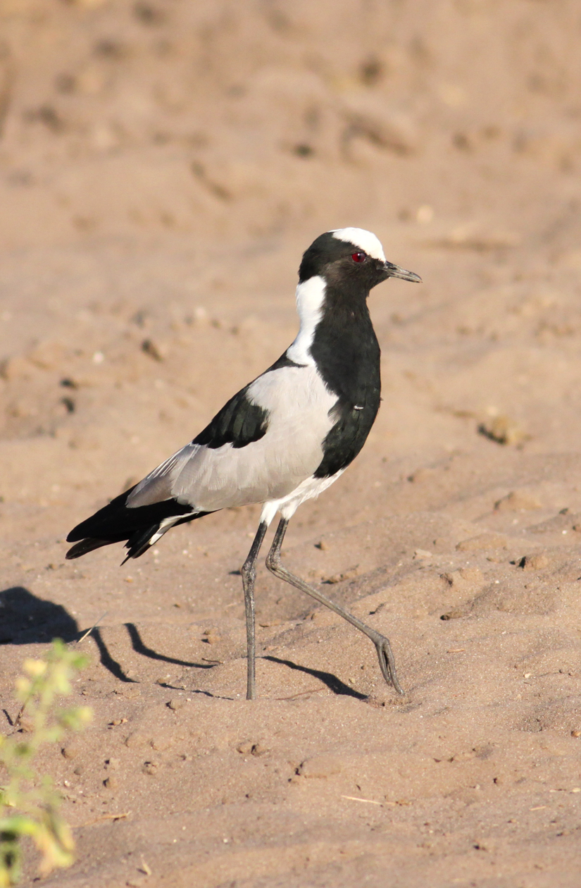 travelswithkathleen: Birds of Chobe