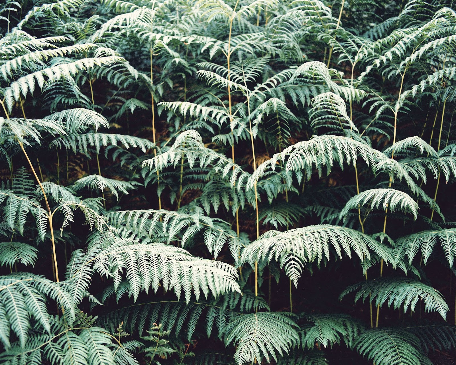 loveisspeed.......: Ginger & Jagger: Natural Narrative Masterpieces ...