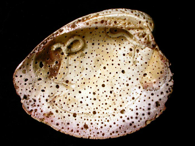 Egzoskelet, Mirko Božić | Hyperborea