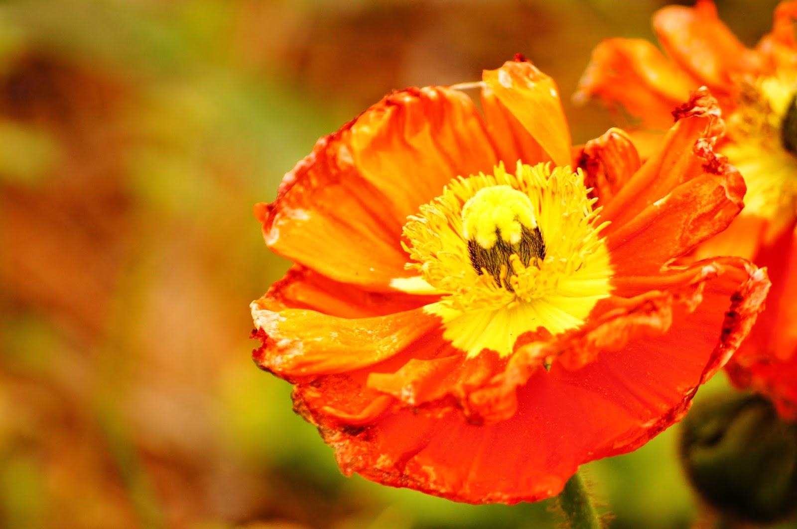 100 flowers royalty free pictures