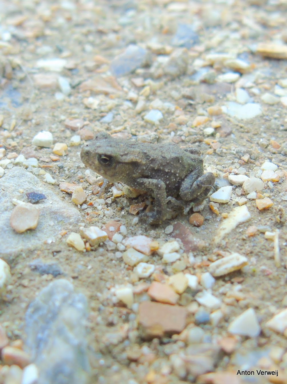 God is in de stilte: Ieniemienie-lilliputter-kikkertje