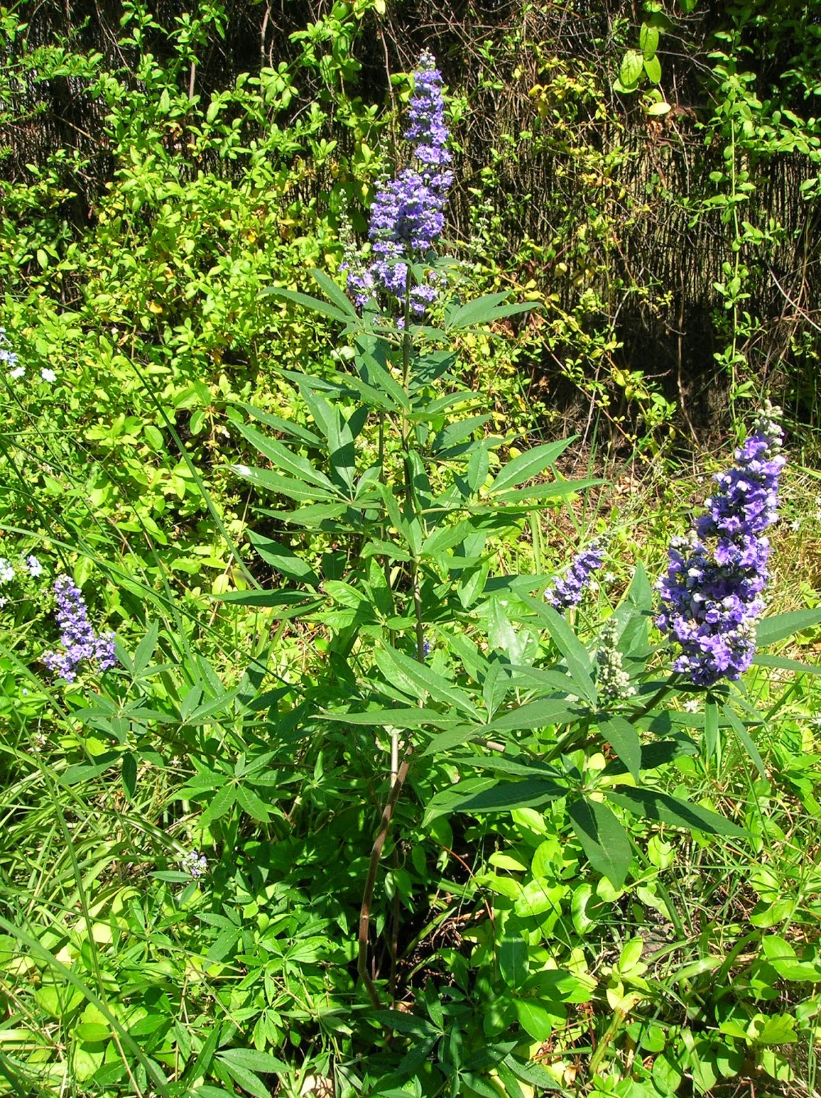 Recregarden: VITEX AGNUS-CASTUS