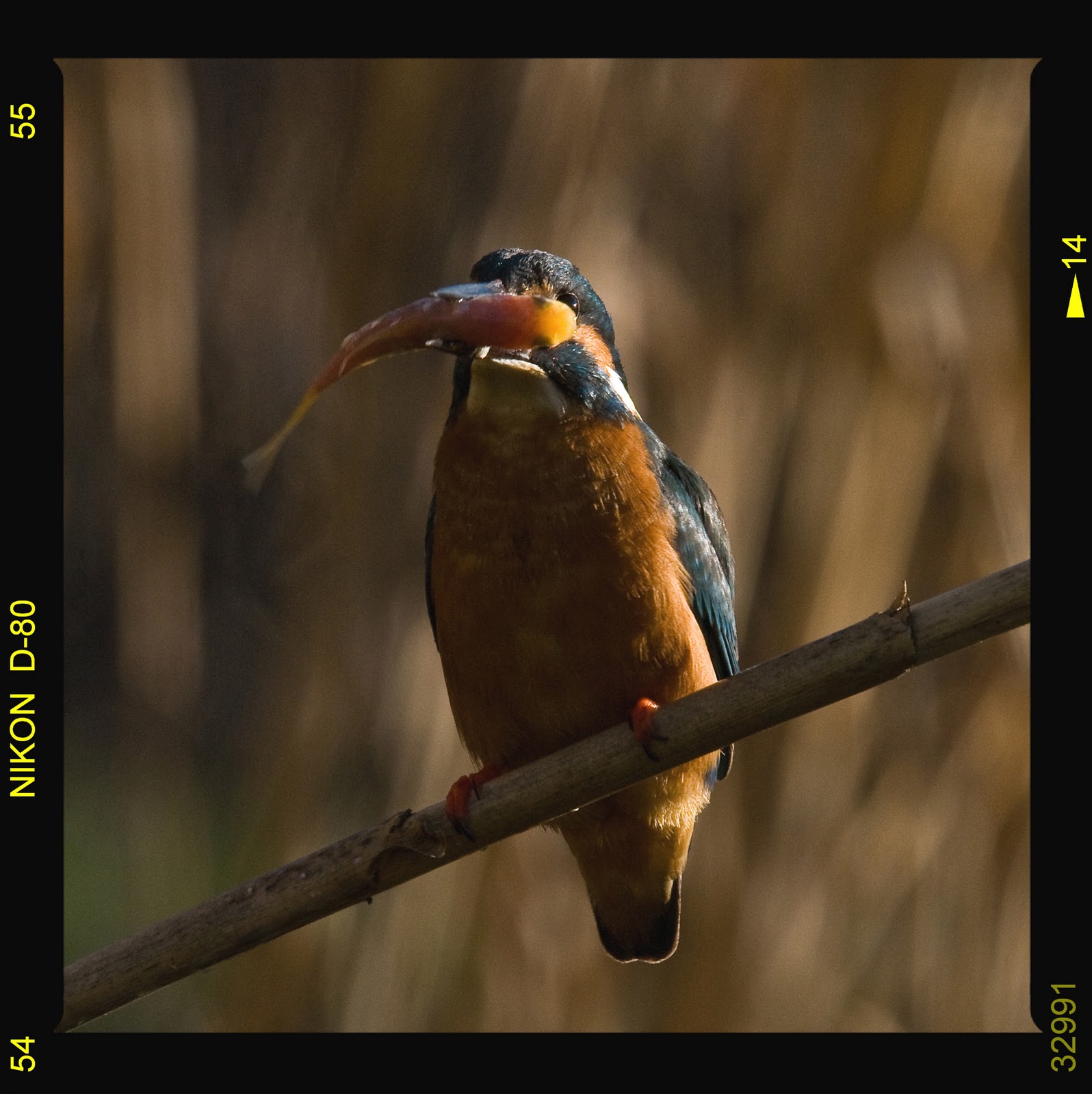 Naturfoto.: Martin pescador II. Detalles.