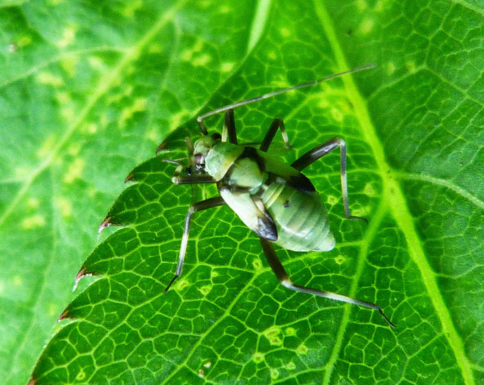 Insects of Scotland: True Bugs
