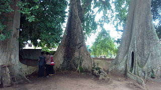 THE LAND OF MYSTERIES-AGULERI (Part Two ) : Trinity Tree - DA247ads