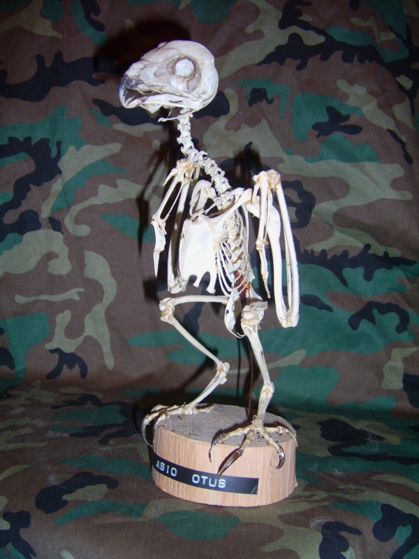 No creo lo que veo: esqueleto de búho