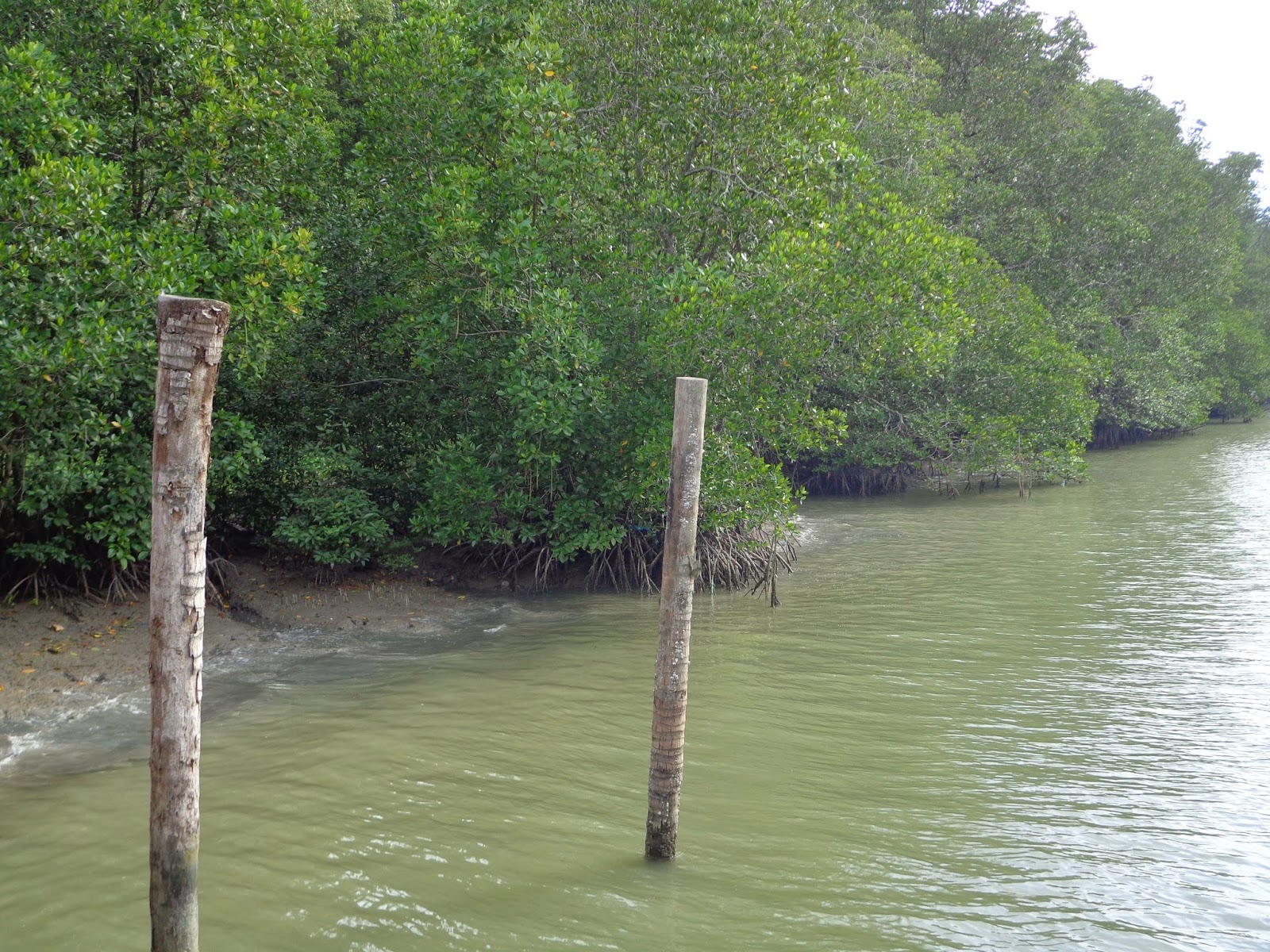Matang Mangrove Forest, Kuala Sepetang, Perak | Solehah Shamsuddin