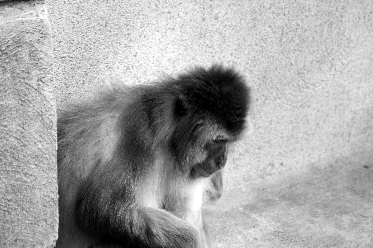 Animal sadness | Trails of Light | Elisabetta Gazziero photographer