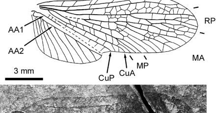 Variety of Life: Protoperlina