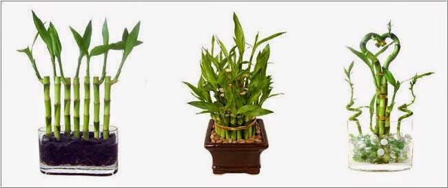 Tips Merwat Tanaman Bambu Rejeki - Ragam Tanaman