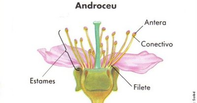 MORFOLOGIA E TAXONOMIA VEGETAL : FLOR: MORFOLOGIA DO ANDROCEU