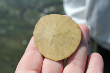 Biology 11 Final Project: Dendraster Excentricus (Pacific Sand Dollar)