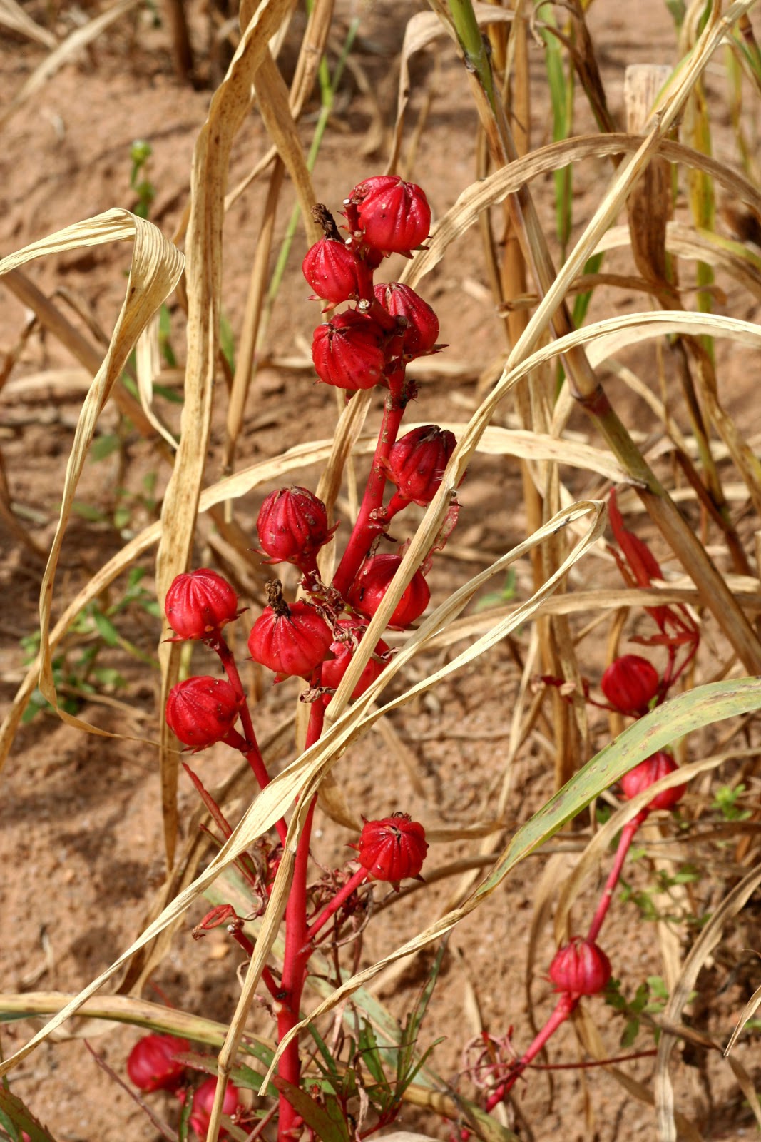 Roselle (Hibiscus sabdariffa) "Zobo" Plant