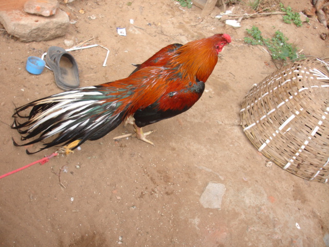 Rooster For Sale | Fighting Roosters For Sell.