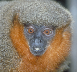 Encyclopedia: Callicebus