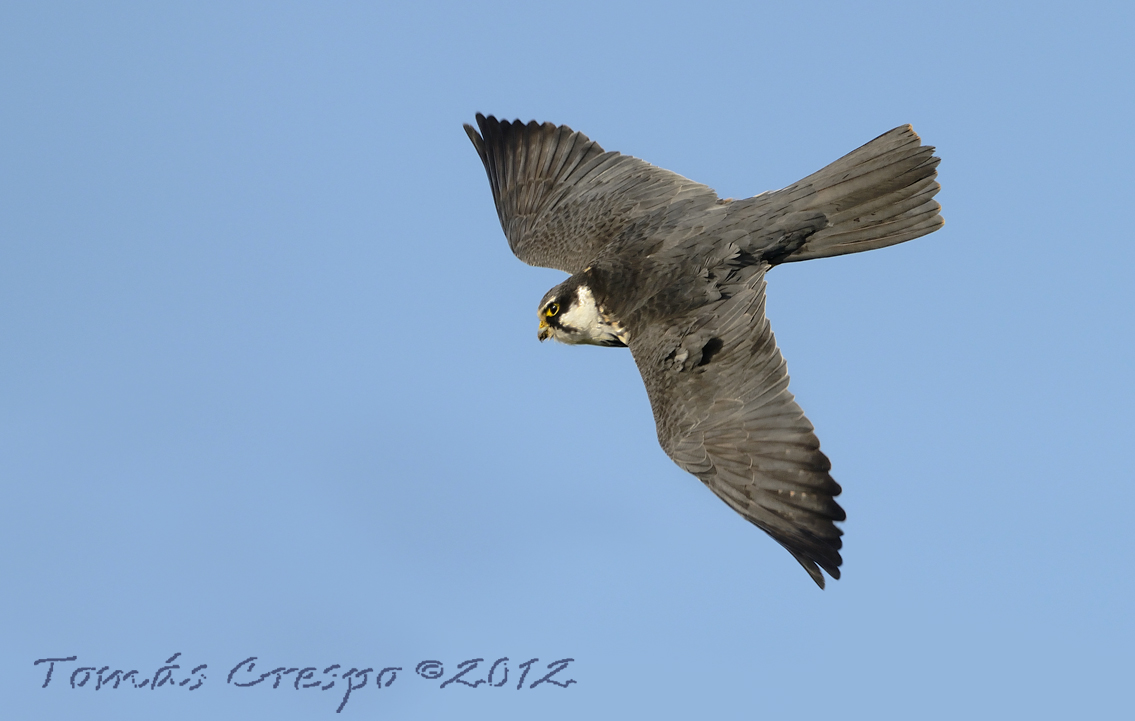 ! Andando por las ramas !: Alcotán europeo, Falco subbuteo, Eurasian ...