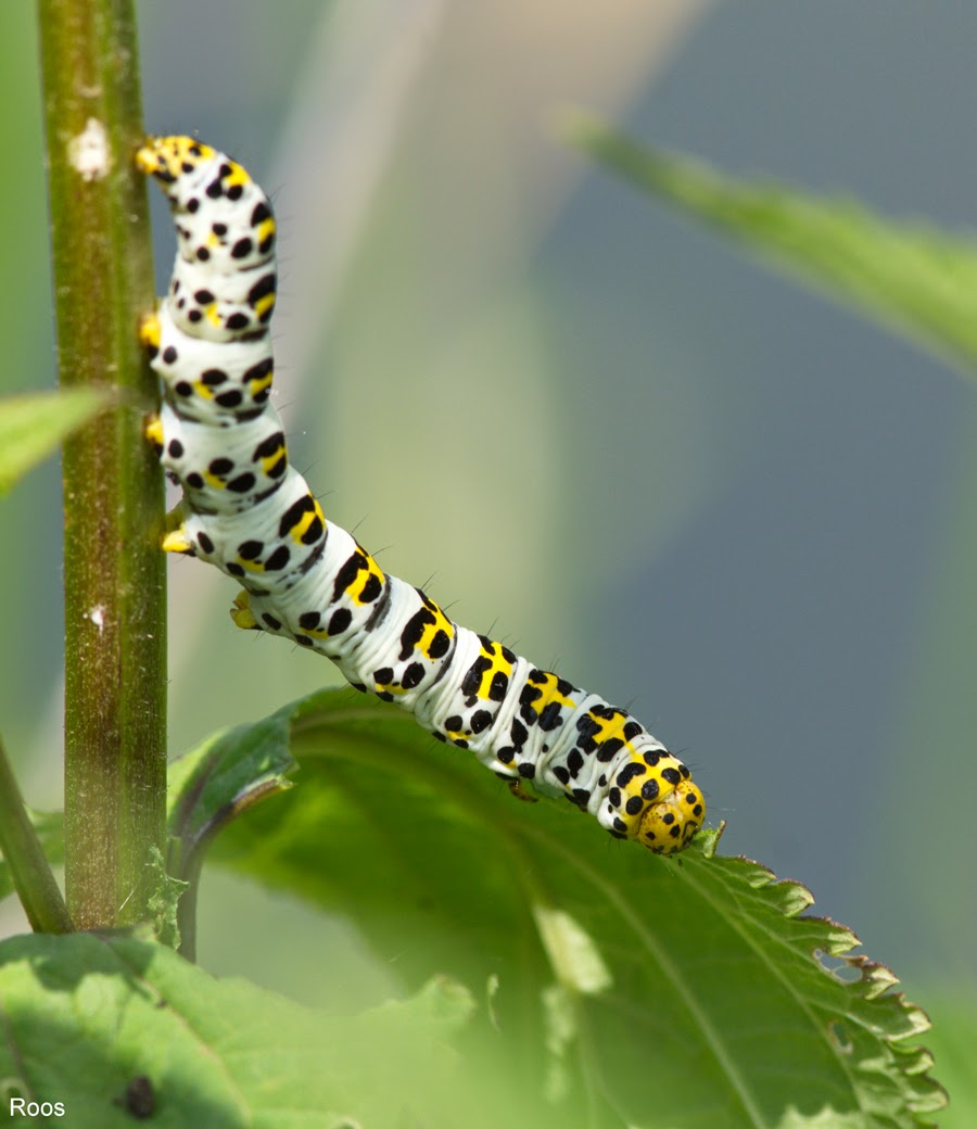 Natuur, cultuur en alles wat boeit ...: De Luysen, rupsentijd