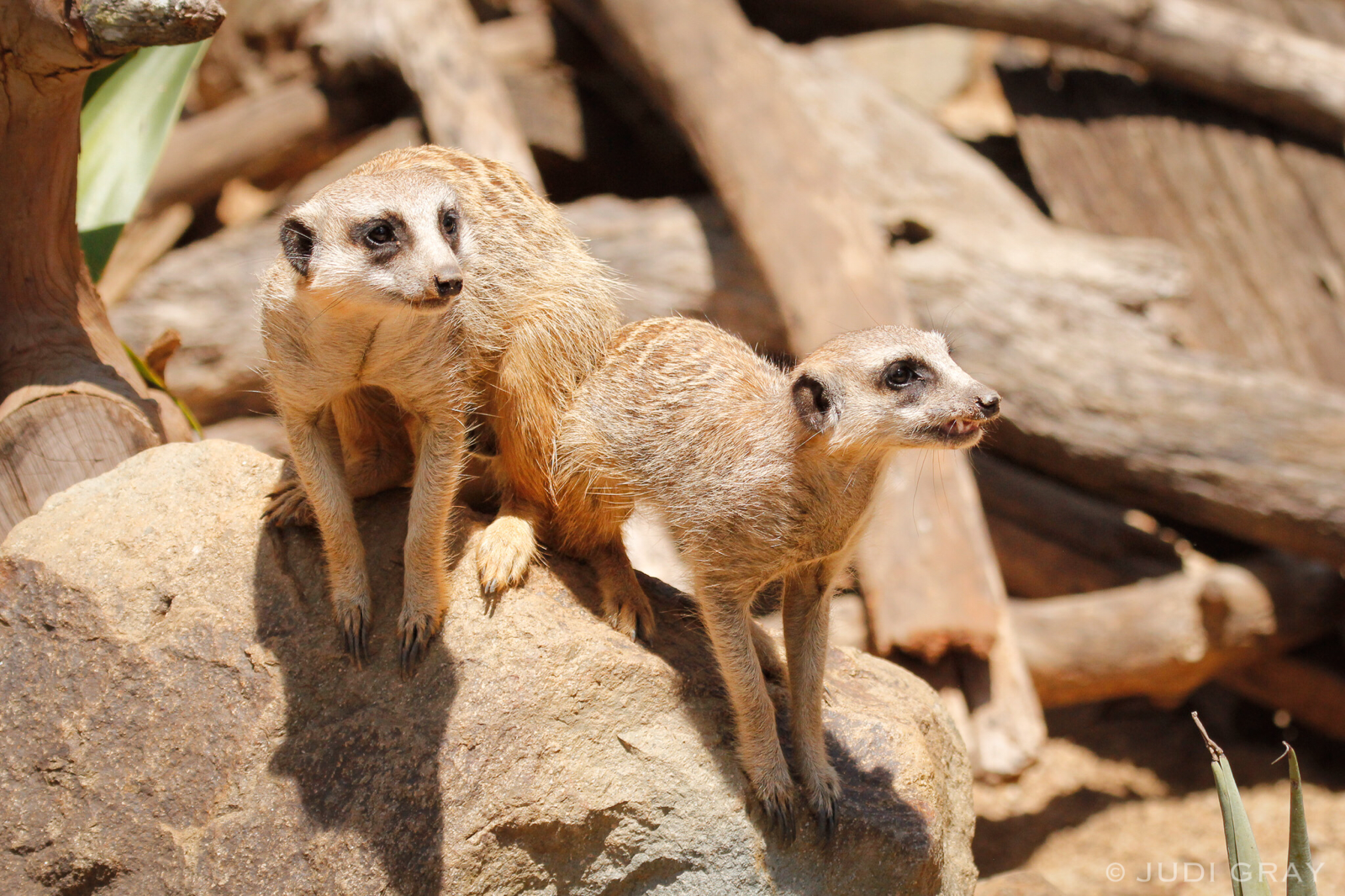 Visiting Wildlife HQ Zoo at Big Pineapple