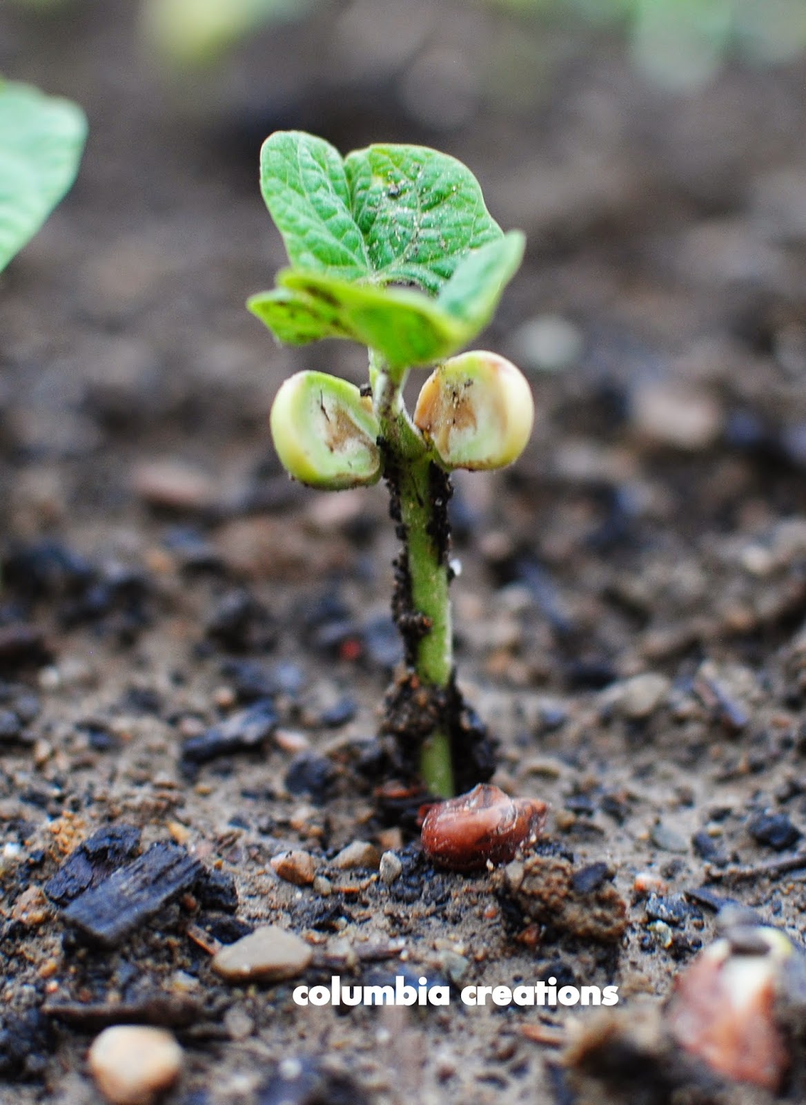 Columbia Creations: Pinto Beans