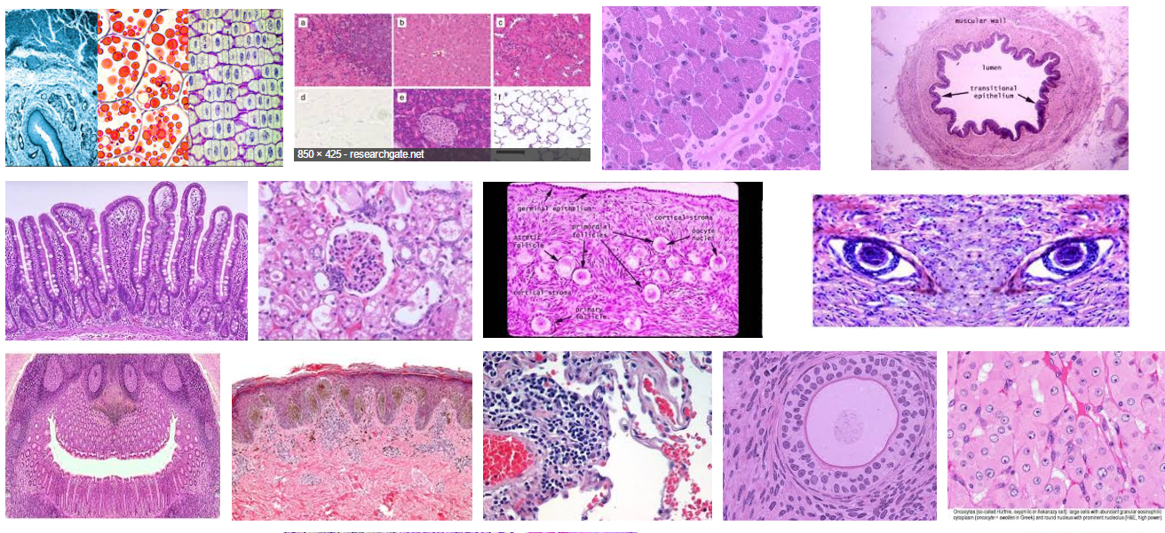 HISTOLOGY OF ANIMAL TISSUE - Zoologist World