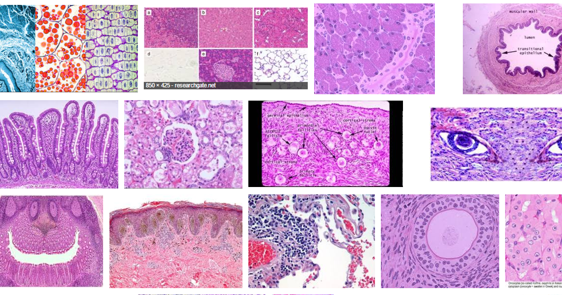 HISTOLOGY OF ANIMAL TISSUE - Zoologist World