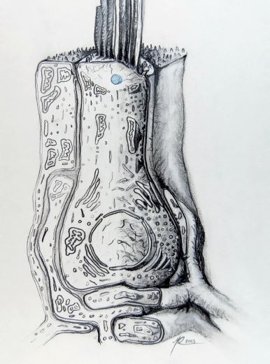 How Birds Use Earth's Magnetic Field To Guide Migrations | Animals-Pets ...