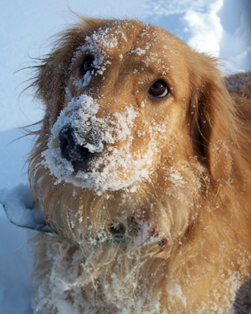 Providence Veterinary Hospital: Winterizing Your Pet and Holiday Safety ...