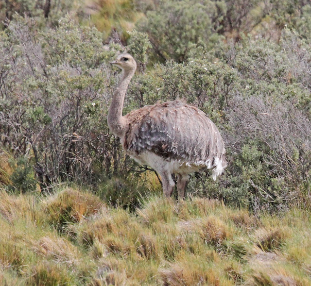 Simon and Karen Spavin: Lesser Rhea, Punta Arenas