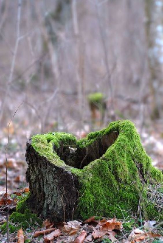 Tracey-anne's Blog: The Trysting Tree ~ Folklore