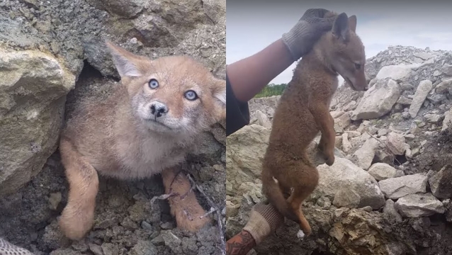 Scared Coyote Pup Trapped In Collapsed Den Freed By Construction Workers