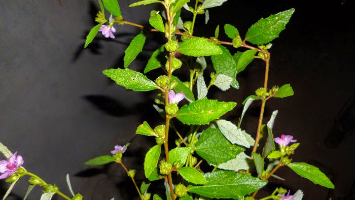 Bur Mallow Weed - Apala | SL Flora