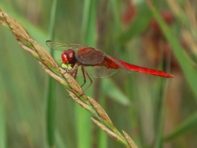 Manual del científico: Libélula roja (Sympetrum sanguineum)