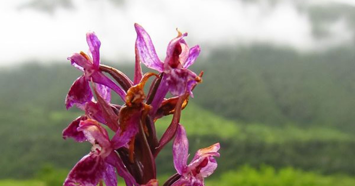Medicinal Plants: Dactylorhiza hatagirea Salap Panch aonle Ambolakpa
