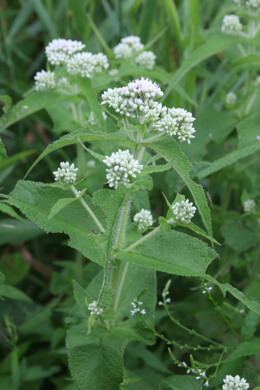 Isabella Conservation District Environmental Education Program: Native ...