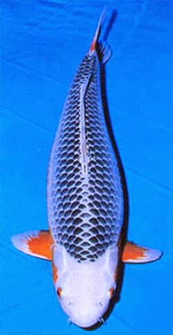 Susur Galur Varieti Ikan Koi ~ Anjung Laman