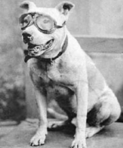 Famous Dogs in History: Bud: The First Dog to Cross the US by Car