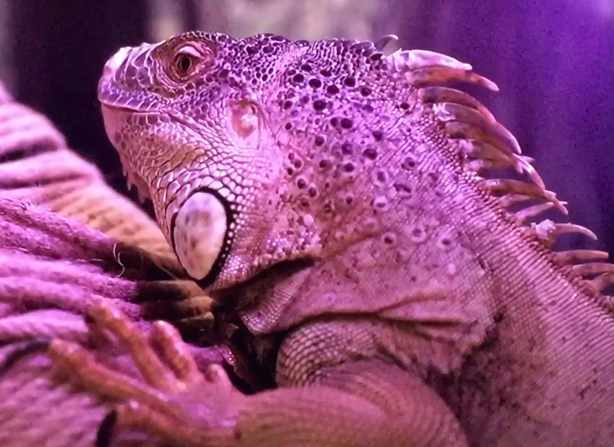 tem de tudo: Animais naturalmente cor-de-rosa