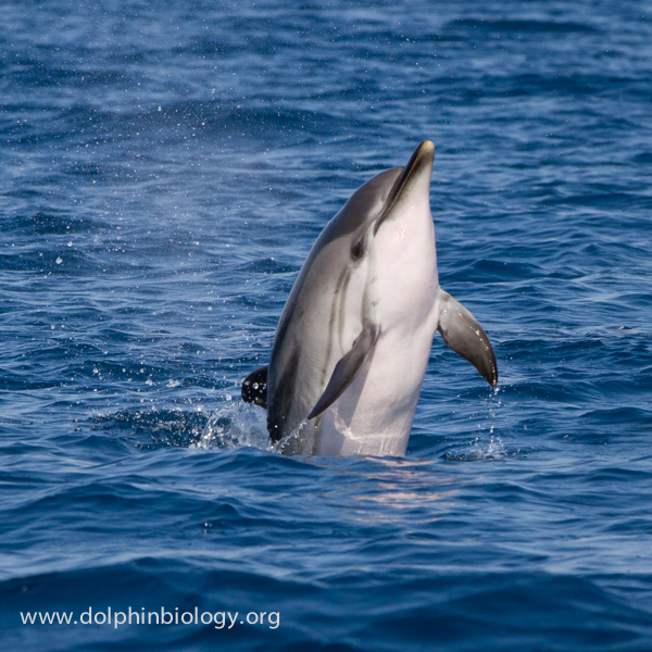 Dolphin Biology and Conservation: Front view