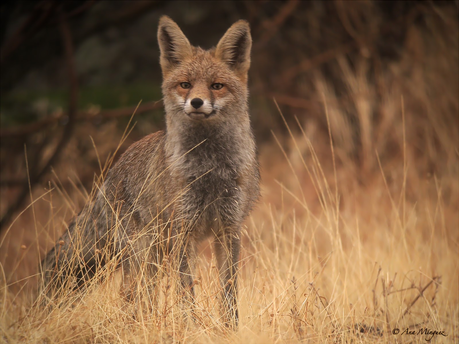 NATURANAFOTOS: El raposo